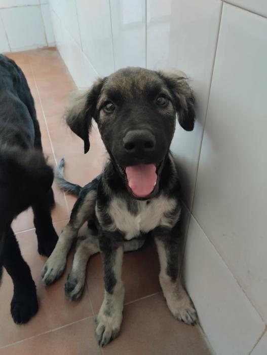 SVPAP - Ficha de Jander